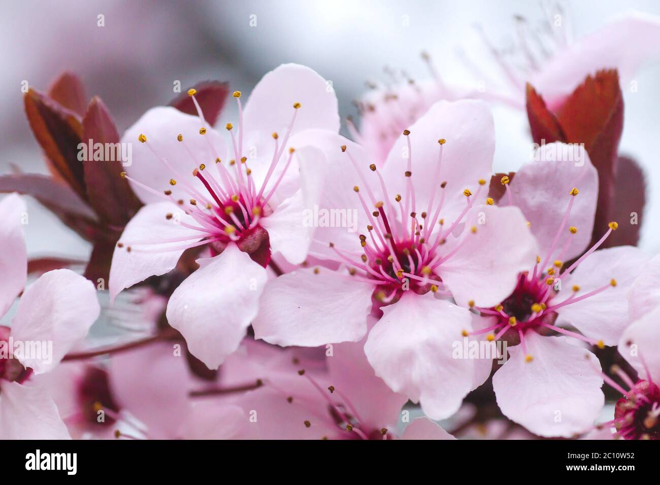 Branch winter flowering cherry prunus hi-res stock photography and ...