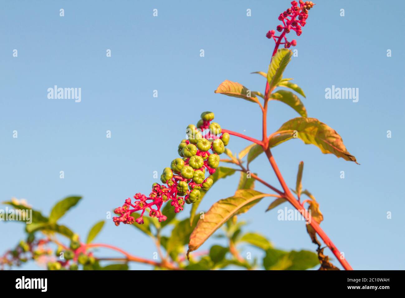 American poke root hi-res stock photography and images - Alamy