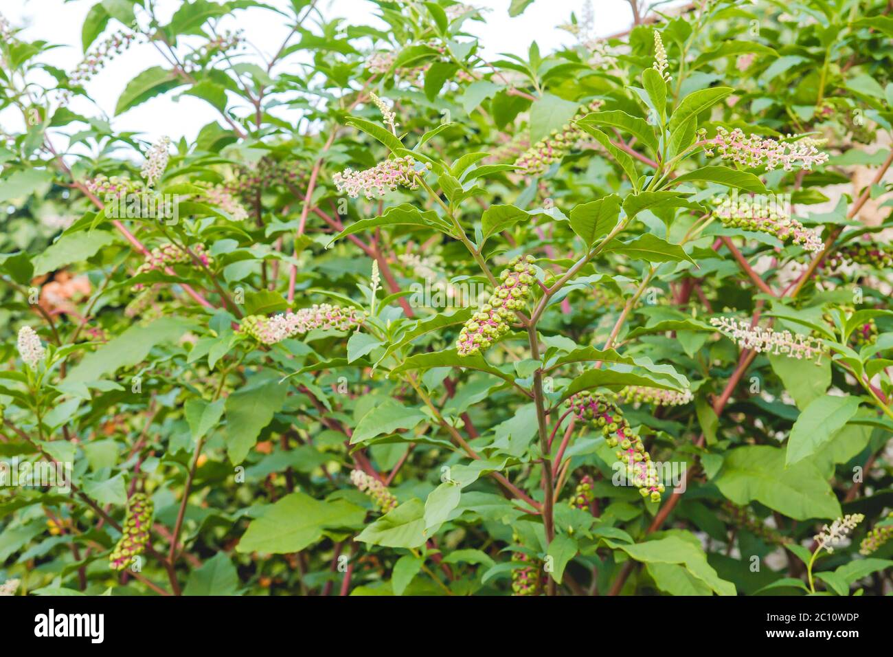 American poke root hi-res stock photography and images - Alamy
