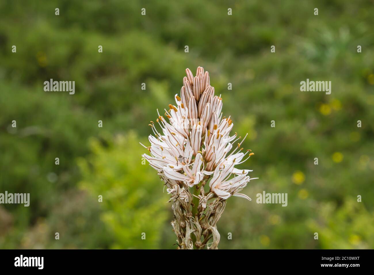 White Asphodels High Resolution Stock Photography and Images - Alamy