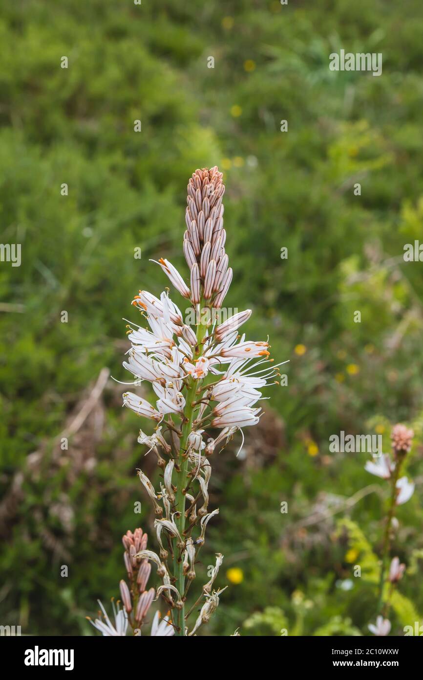 Asphodels white flowers Stock Photo - Alamy