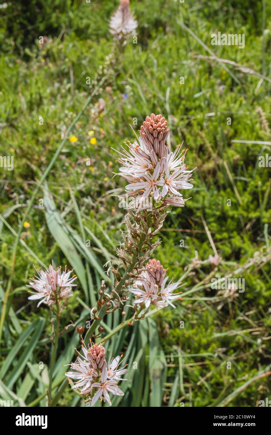 Asphodels white flowers Stock Photo - Alamy