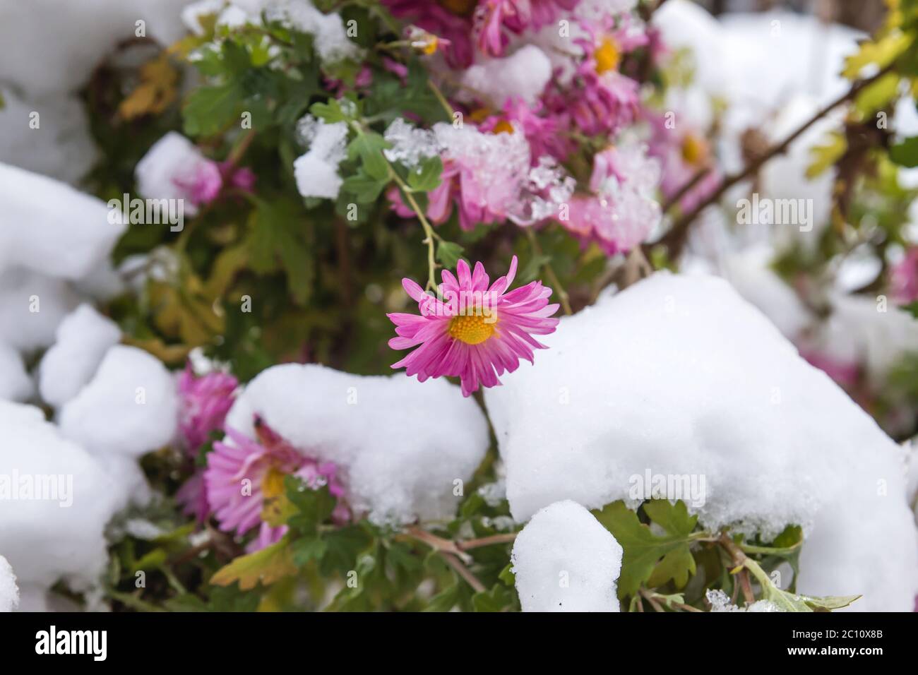 Iced daisy hi-res stock photography and images - Alamy