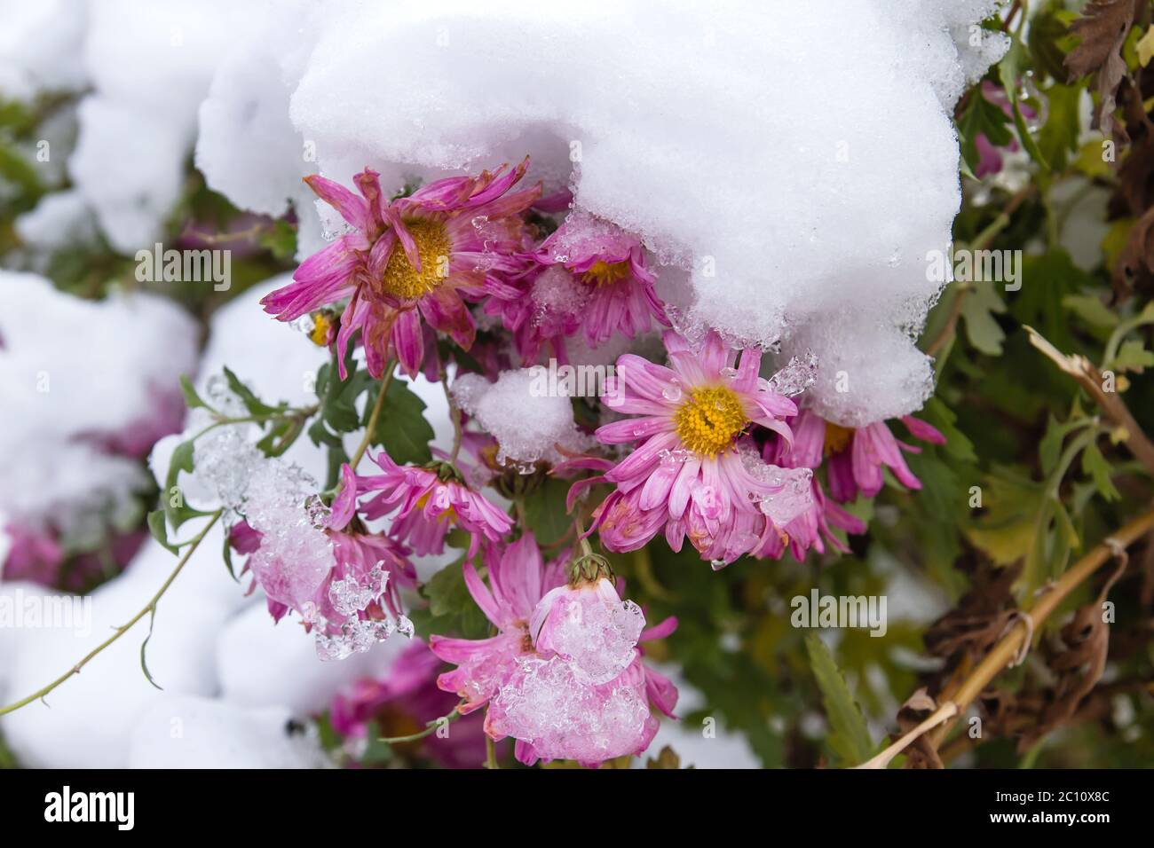 Snowy daisy hi-res stock photography and images - Alamy