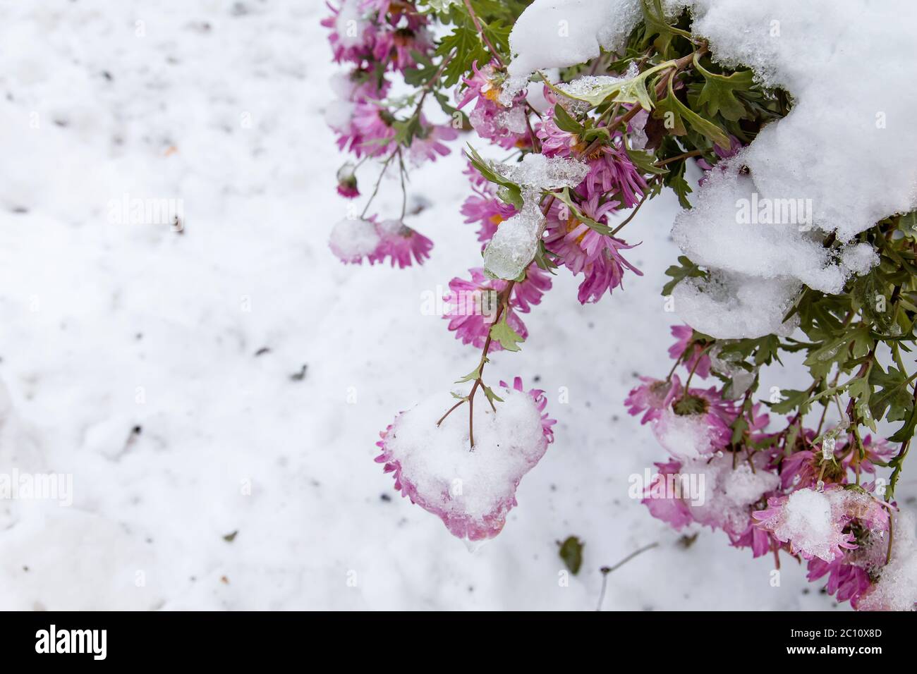Iced daisy hi-res stock photography and images - Alamy