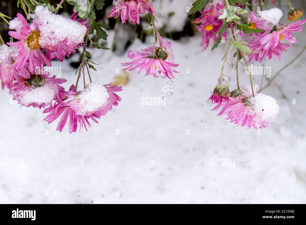 Pink daisy flowers under the snow Stock Photo - Alamy