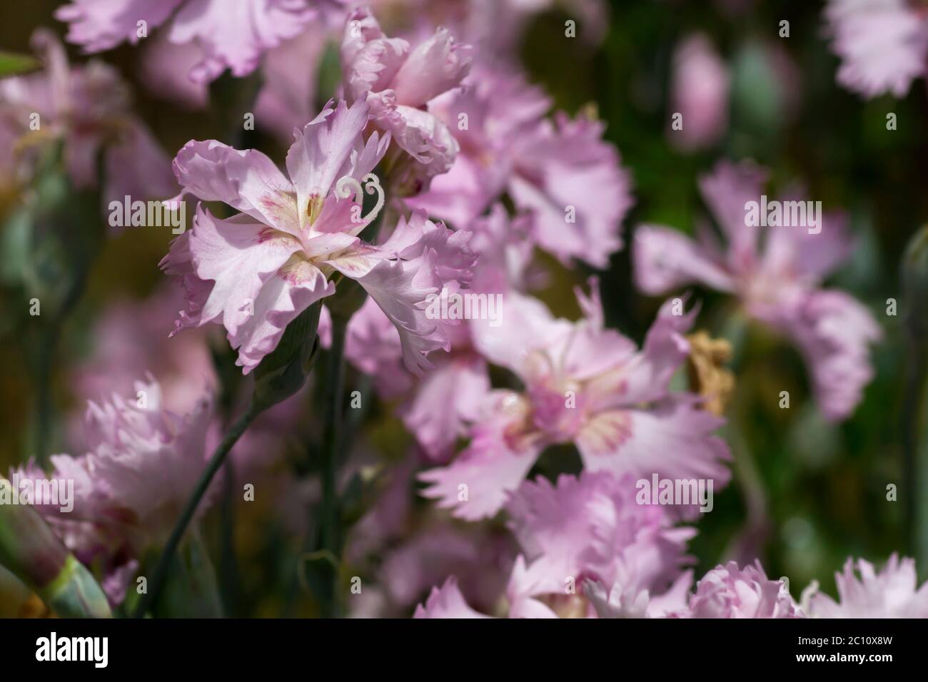 Mauve carnation hi-res stock photography and images - Alamy