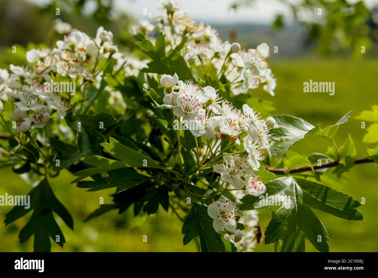 Hawthorn blossom single trees hi-res stock photography and images - Alamy