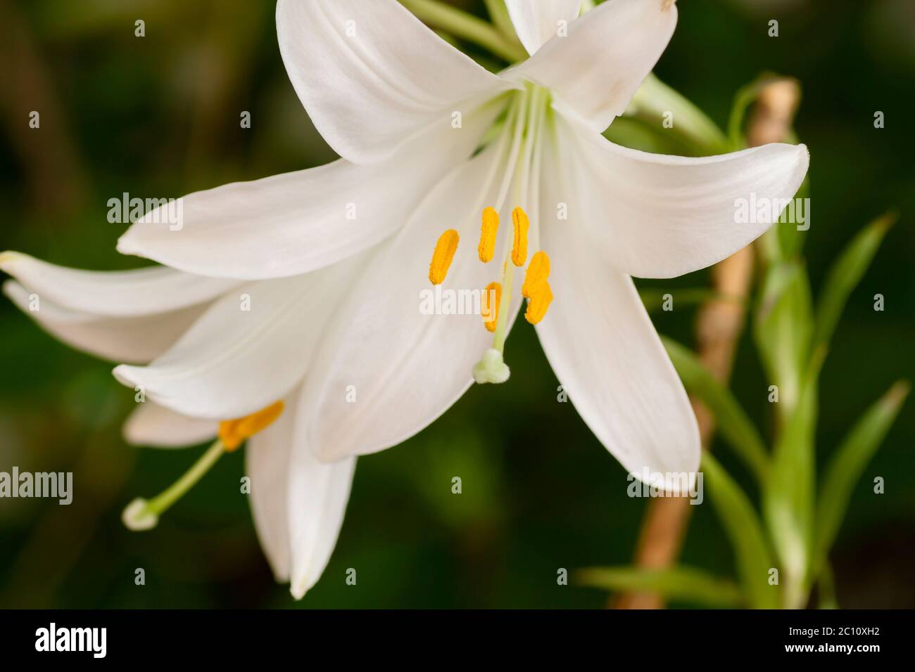 Madonna lily lilium candidum close up hi-res stock photography and ...