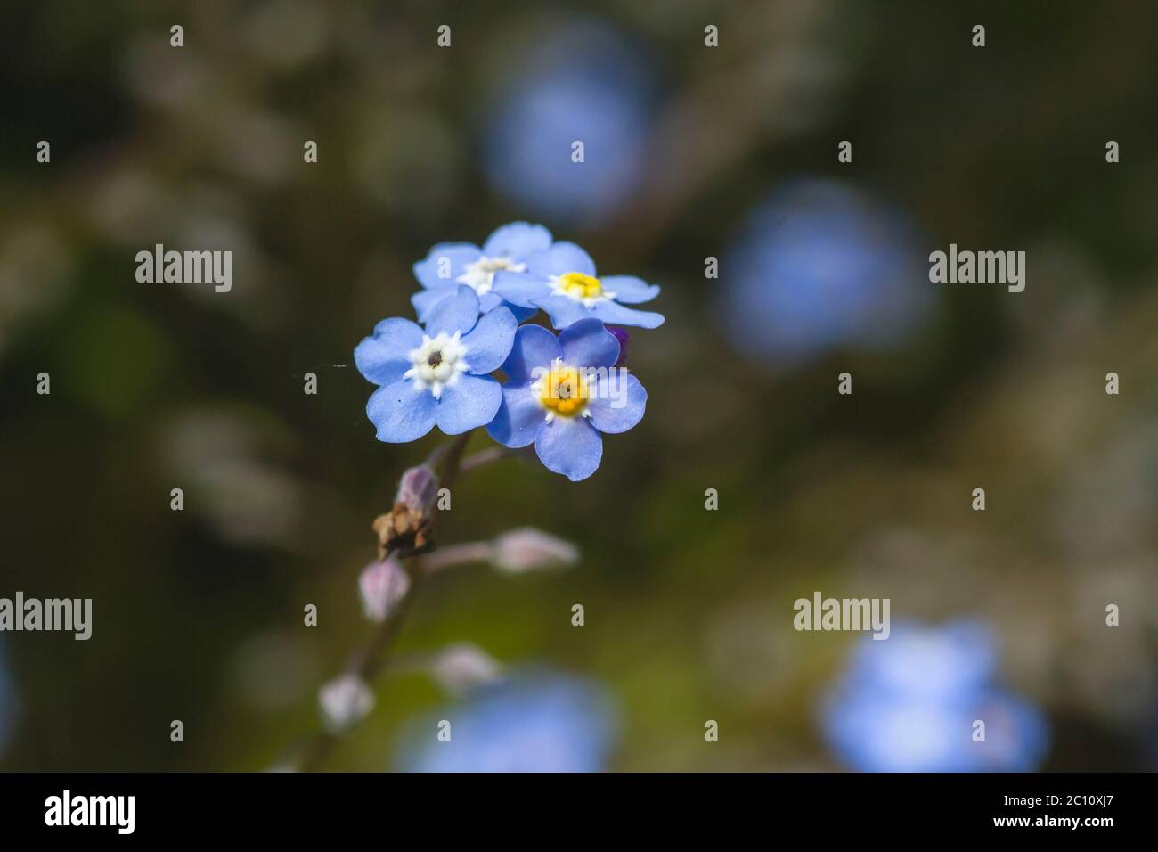 Scorpion weeds hi-res stock photography and images - Alamy