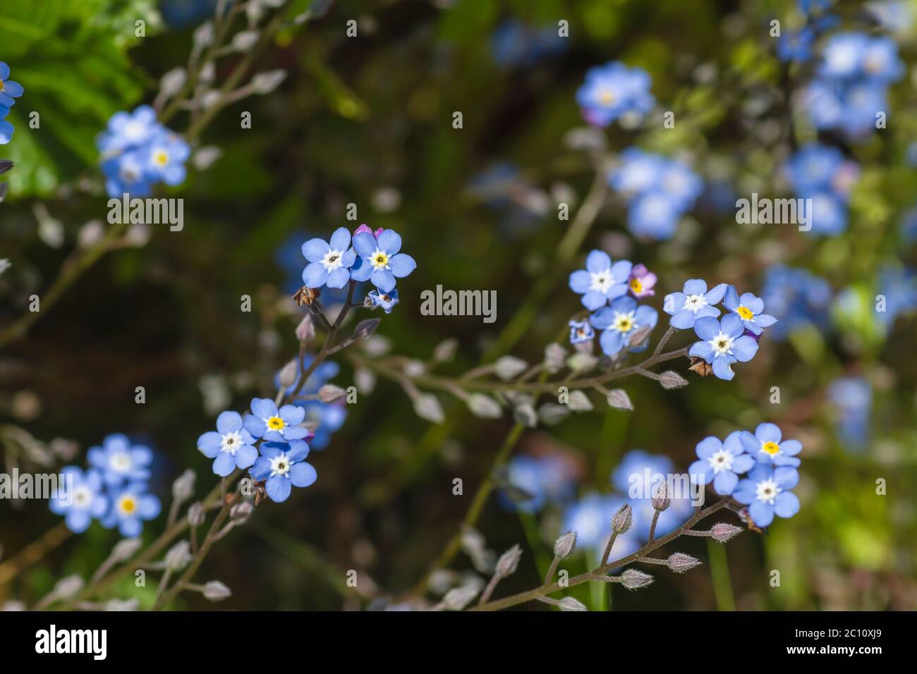 Scorpion herb hi-res stock photography and images - Alamy