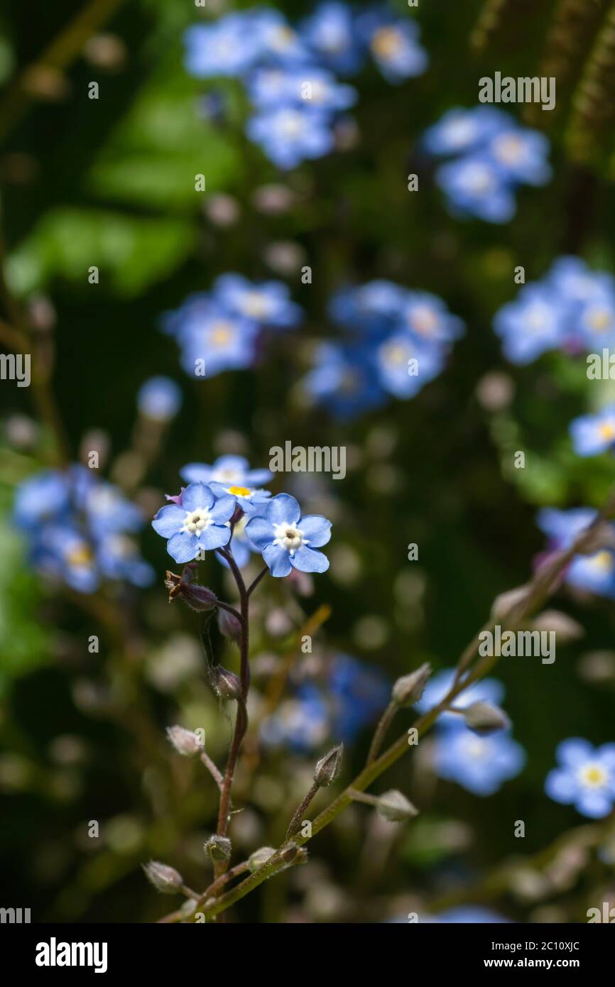 Scorpion grass blue flowers blooming Stock Photo - Alamy