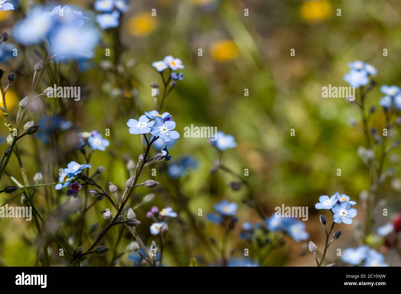 Scorpion grass blue flowers blooming Stock Photo - Alamy