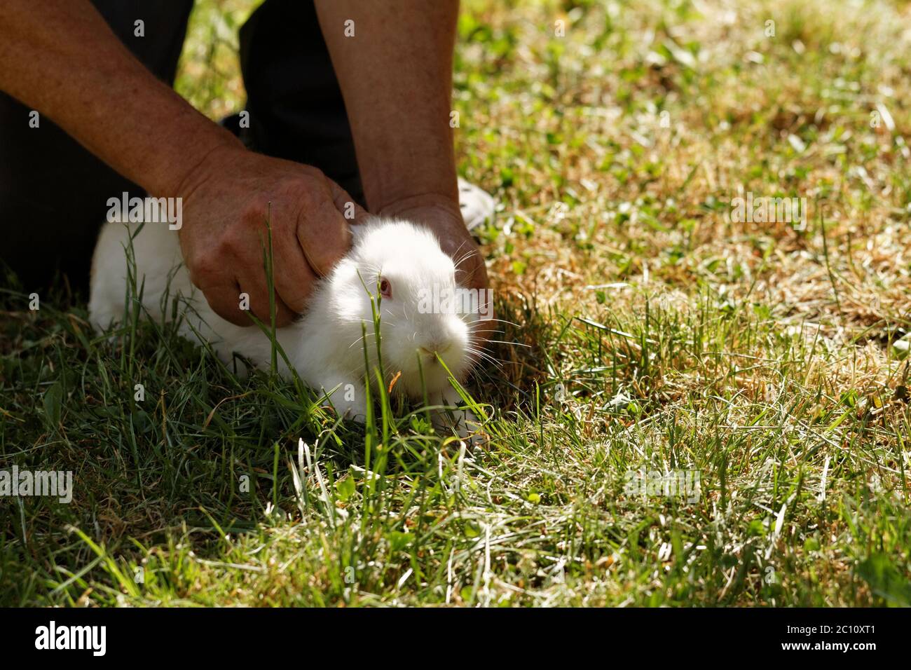 Cute baby bunny hi-res stock photography and images - Alamy