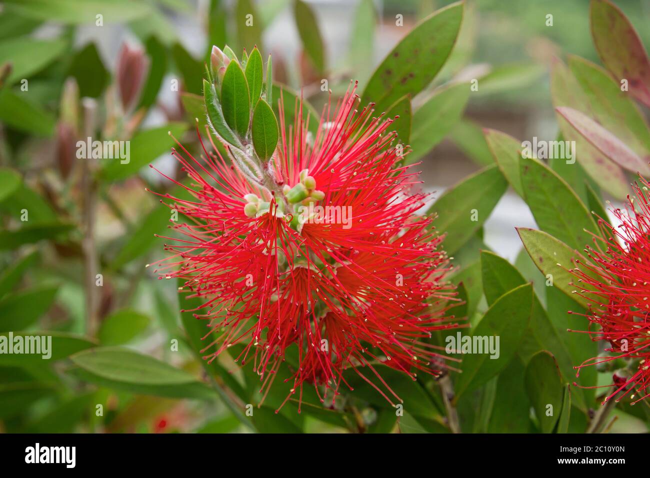 Persian silk tree red flowers Stock Photo - Alamy