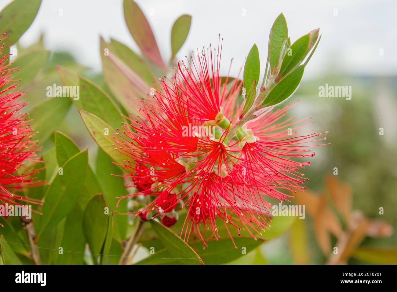 Persian silk tree red flowers Stock Photo - Alamy