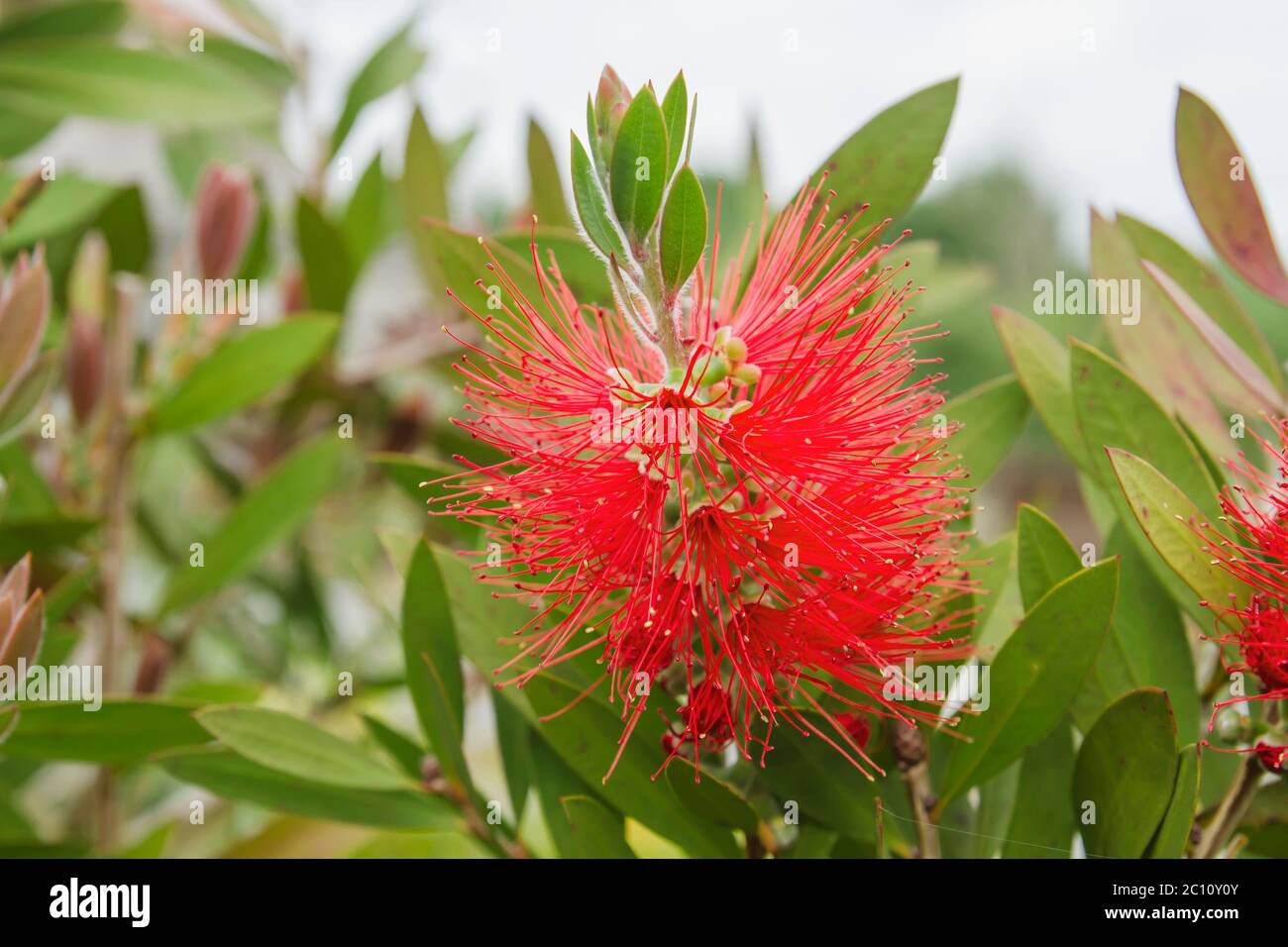 Persian silk tree red flowers Stock Photo - Alamy