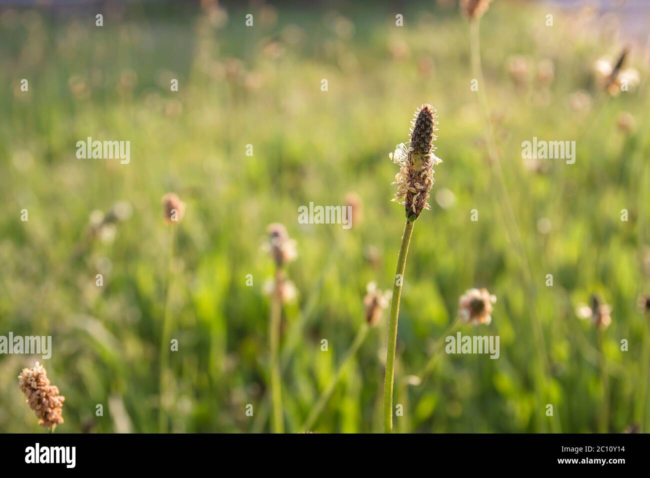 Plantago major growing hi-res stock photography and images - Alamy
