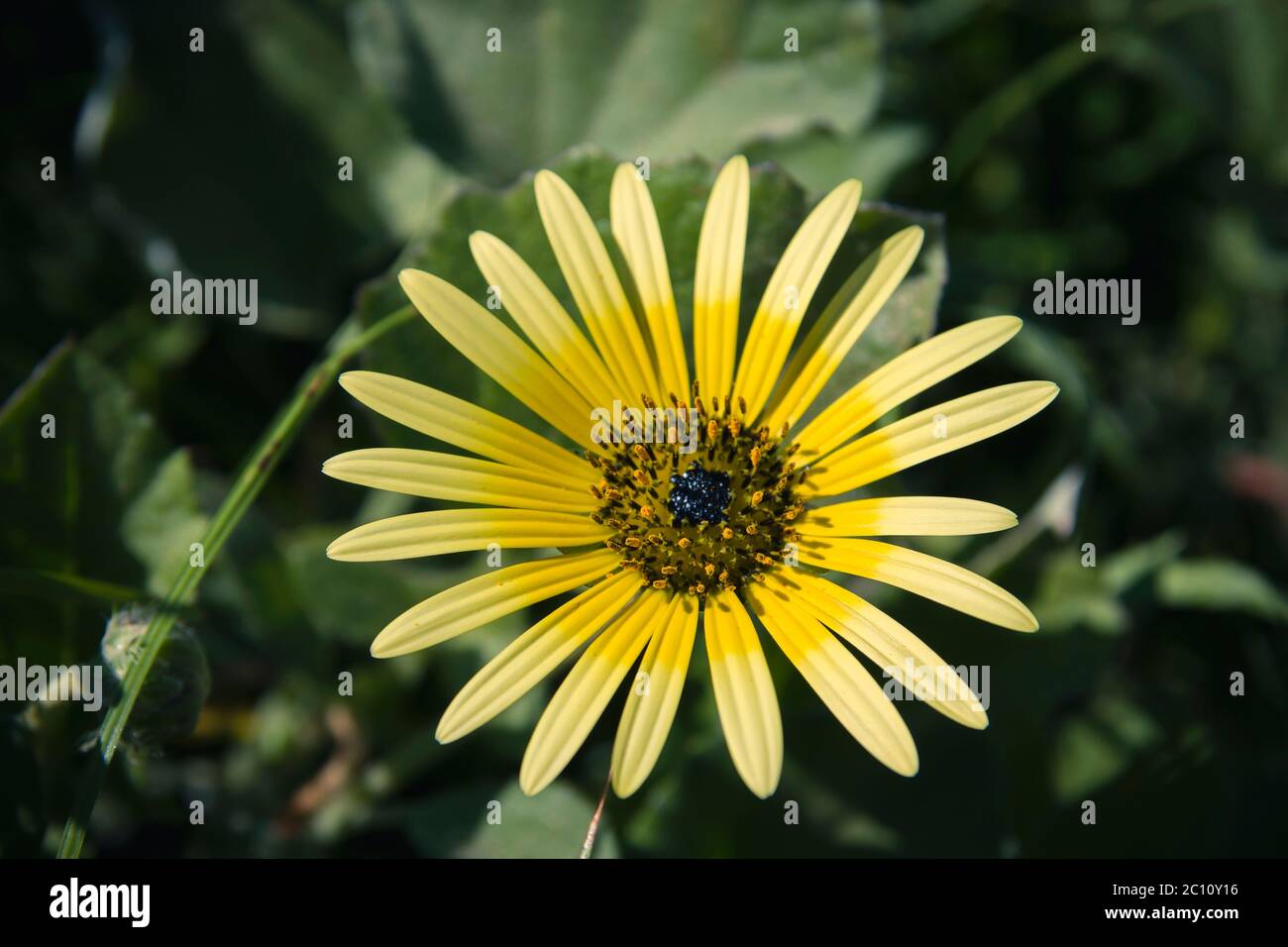 South African Dandelion Cape Weed High Resolution Stock Photography and ...