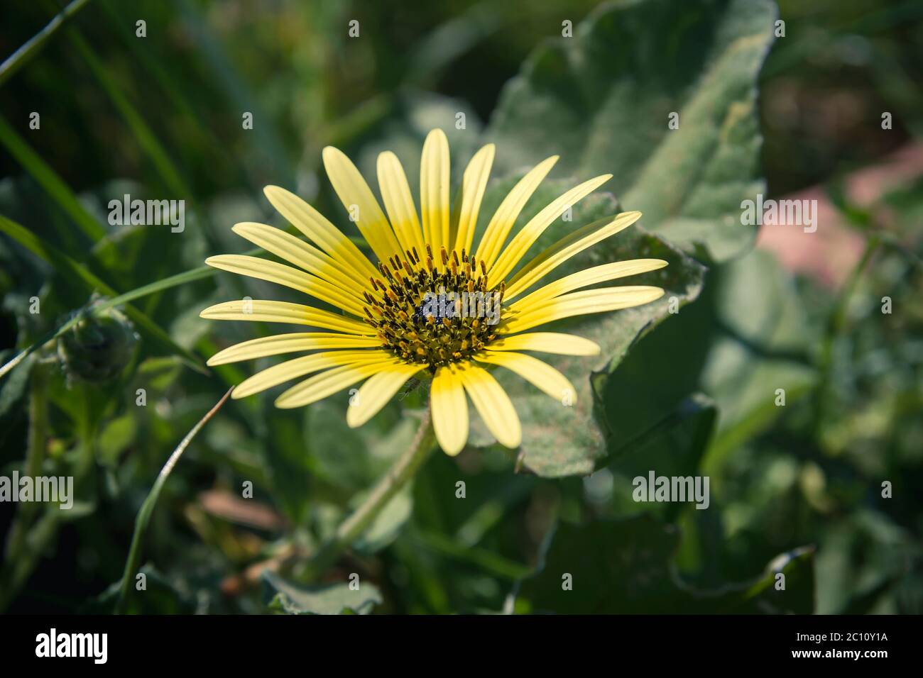 South african dandelion cape weed hi-res stock photography and images ...