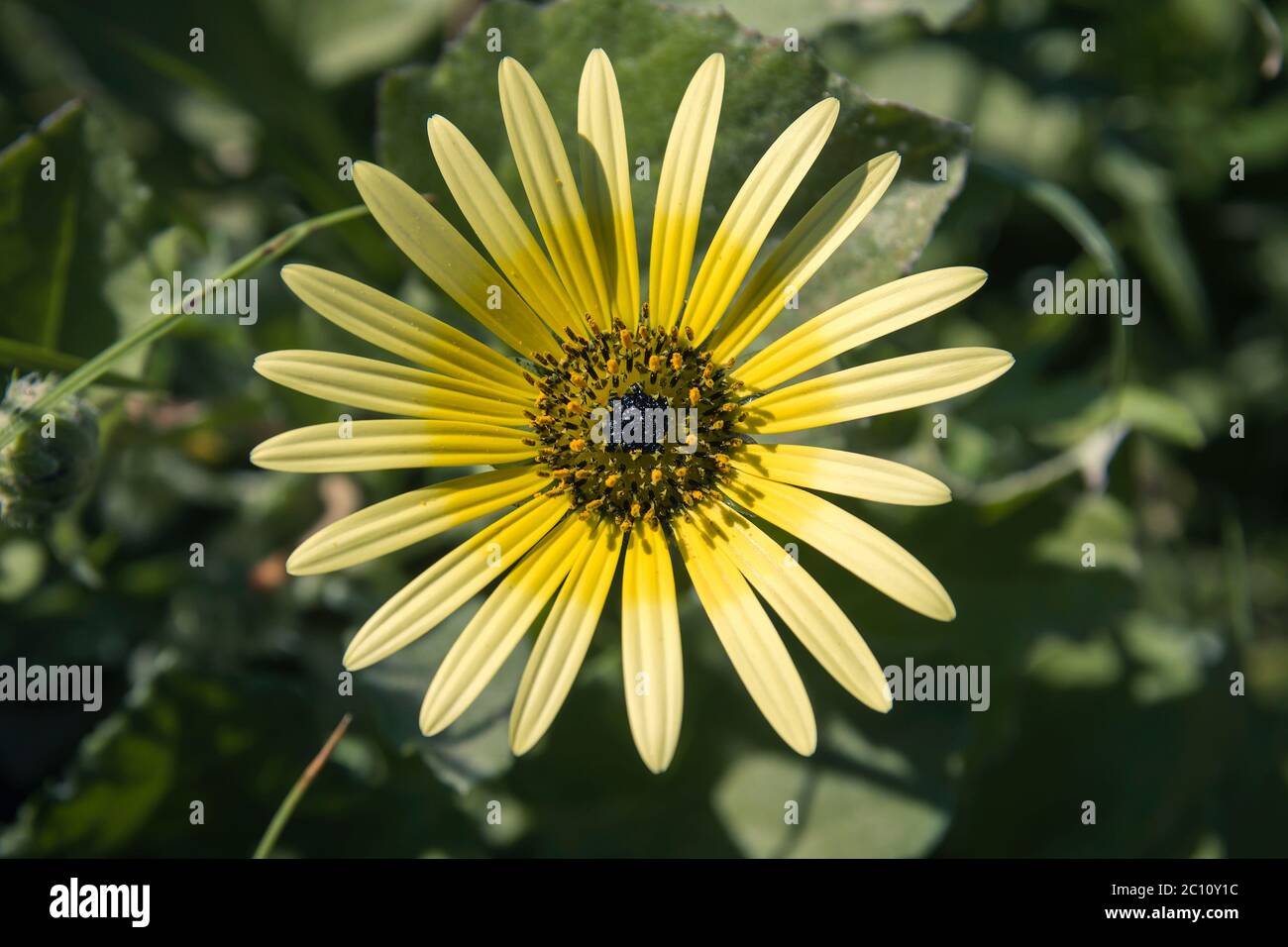 Cape weed cape daisy cape dandelion hi-res stock photography and images ...