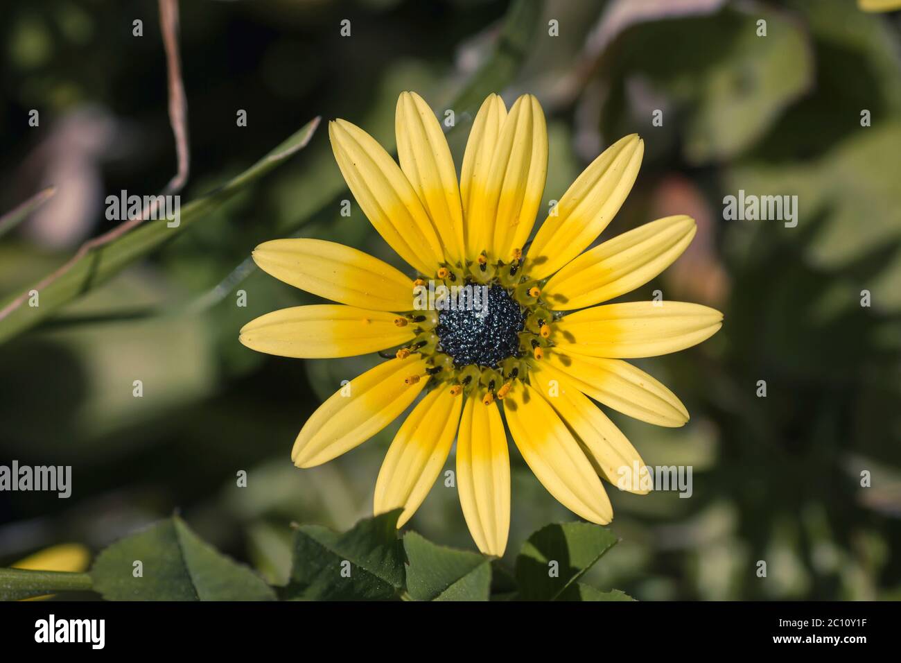 South African Dandelion Cape Weed High Resolution Stock Photography and ...