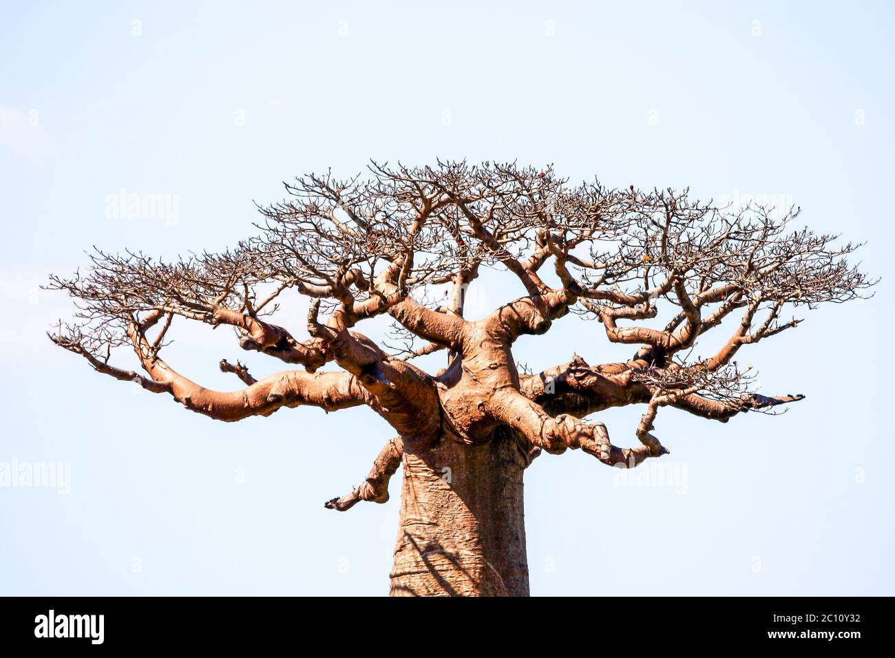 Single huge baobab Stock Photo - Alamy