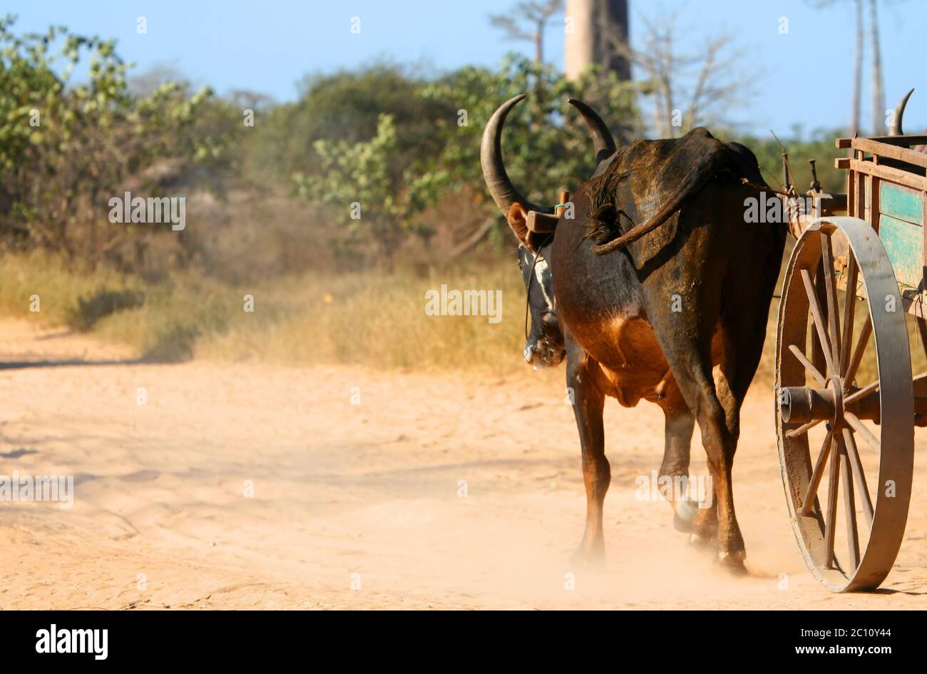 Zebu cow family hi-res stock photography and images - Alamy
