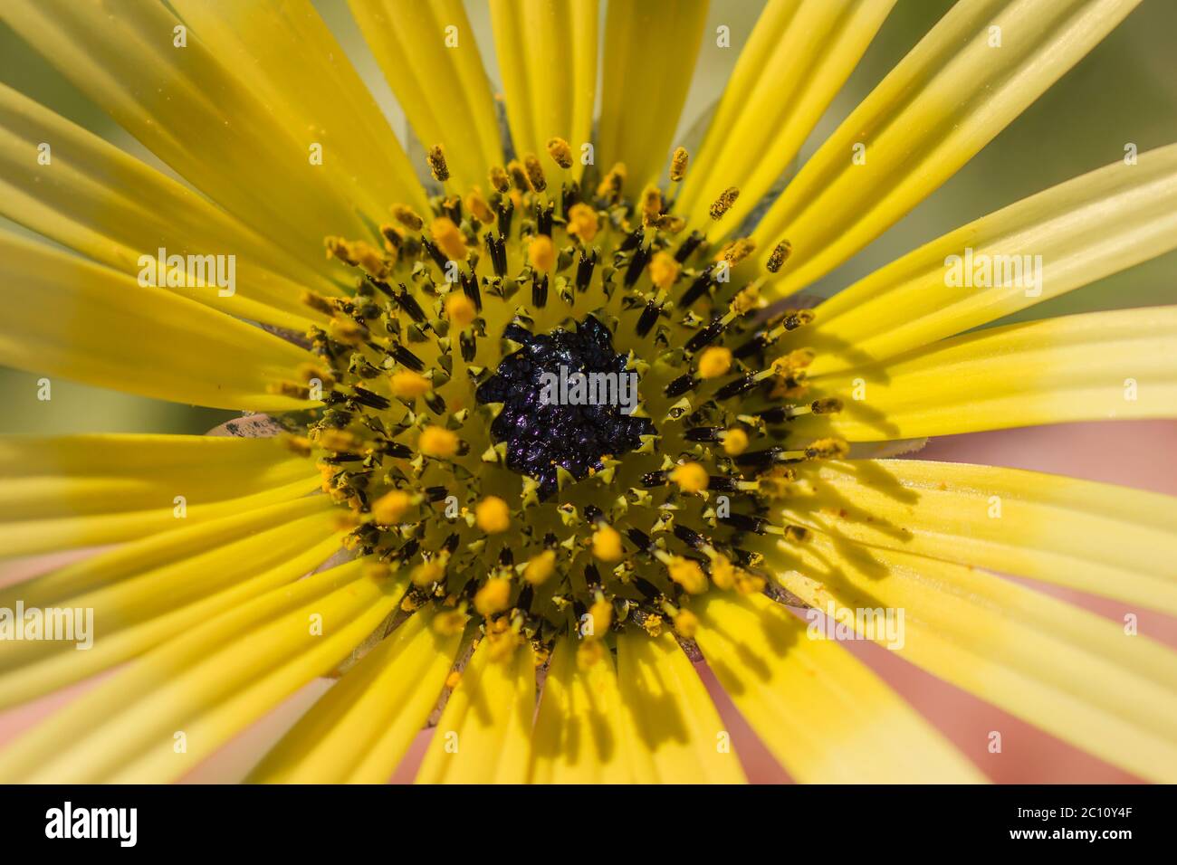 South African Dandelion Cape Weed High Resolution Stock Photography and ...