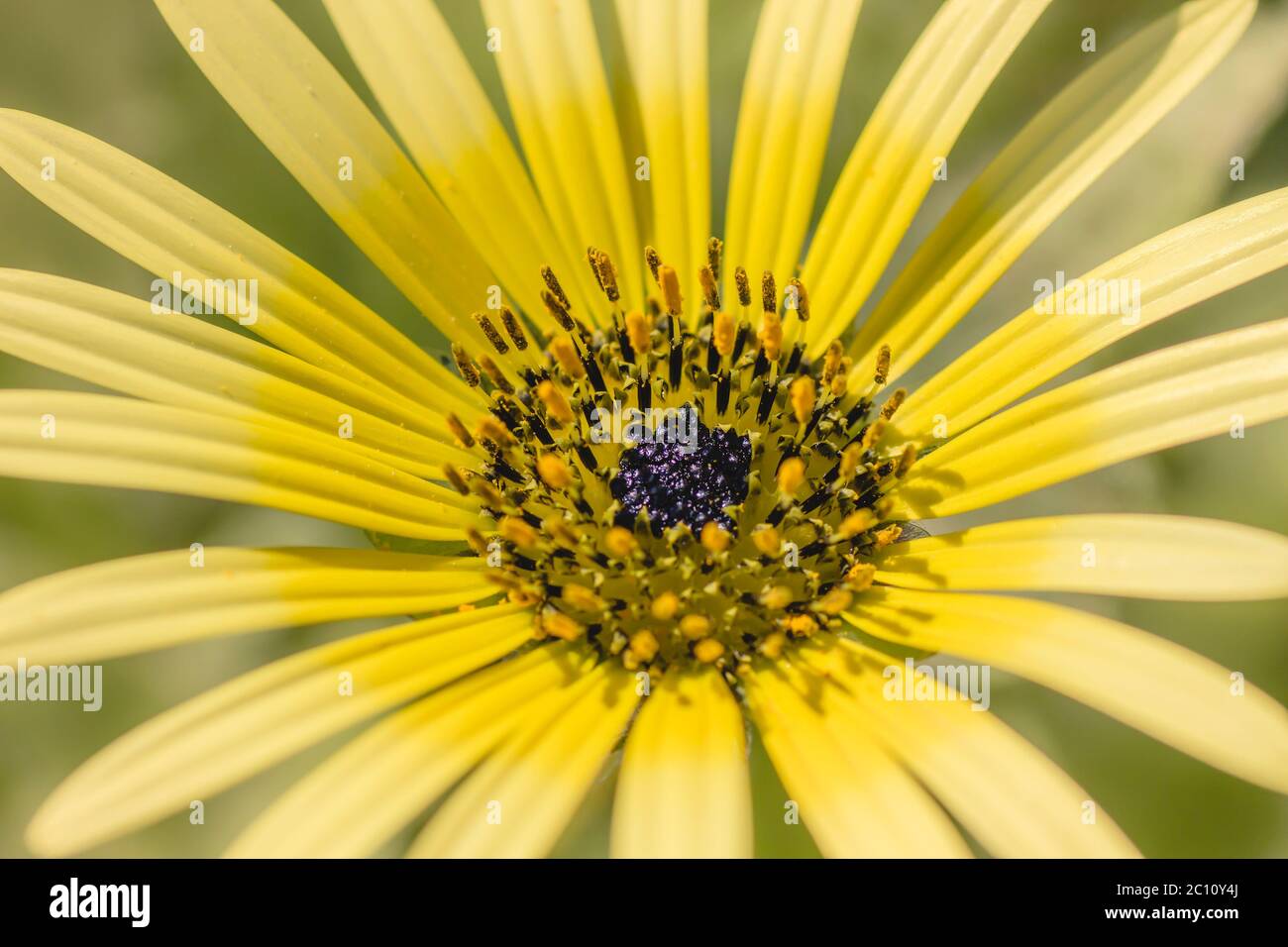 South African Dandelion Cape Weed High Resolution Stock Photography and ...