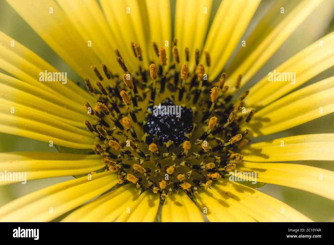 South african dandelion cape weed hi-res stock photography and images ...