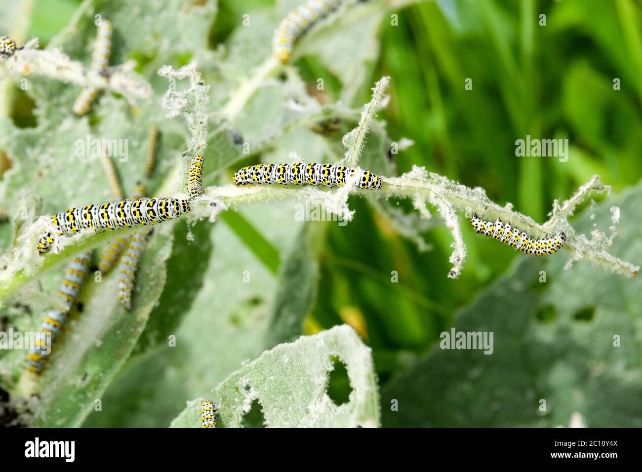 Caterpillar damage garden hi-res stock photography and images - Alamy