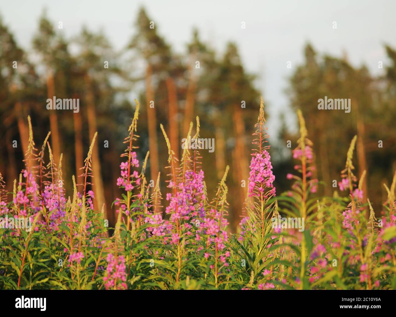 Narrow leaf fireweed hi-res stock photography and images - Alamy