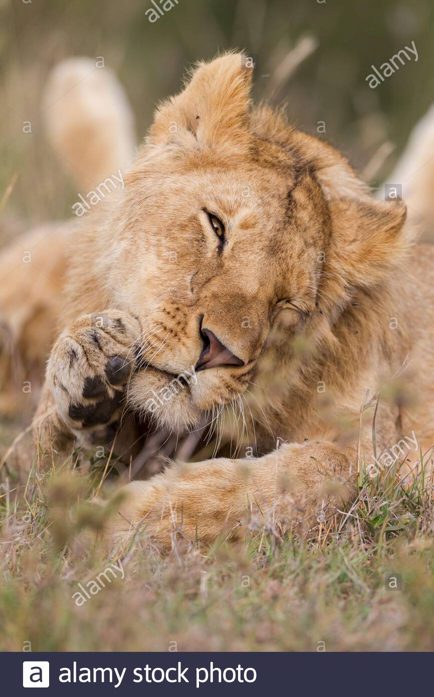 Lion Grooming High Resolution Stock Photography and Images - Alamy