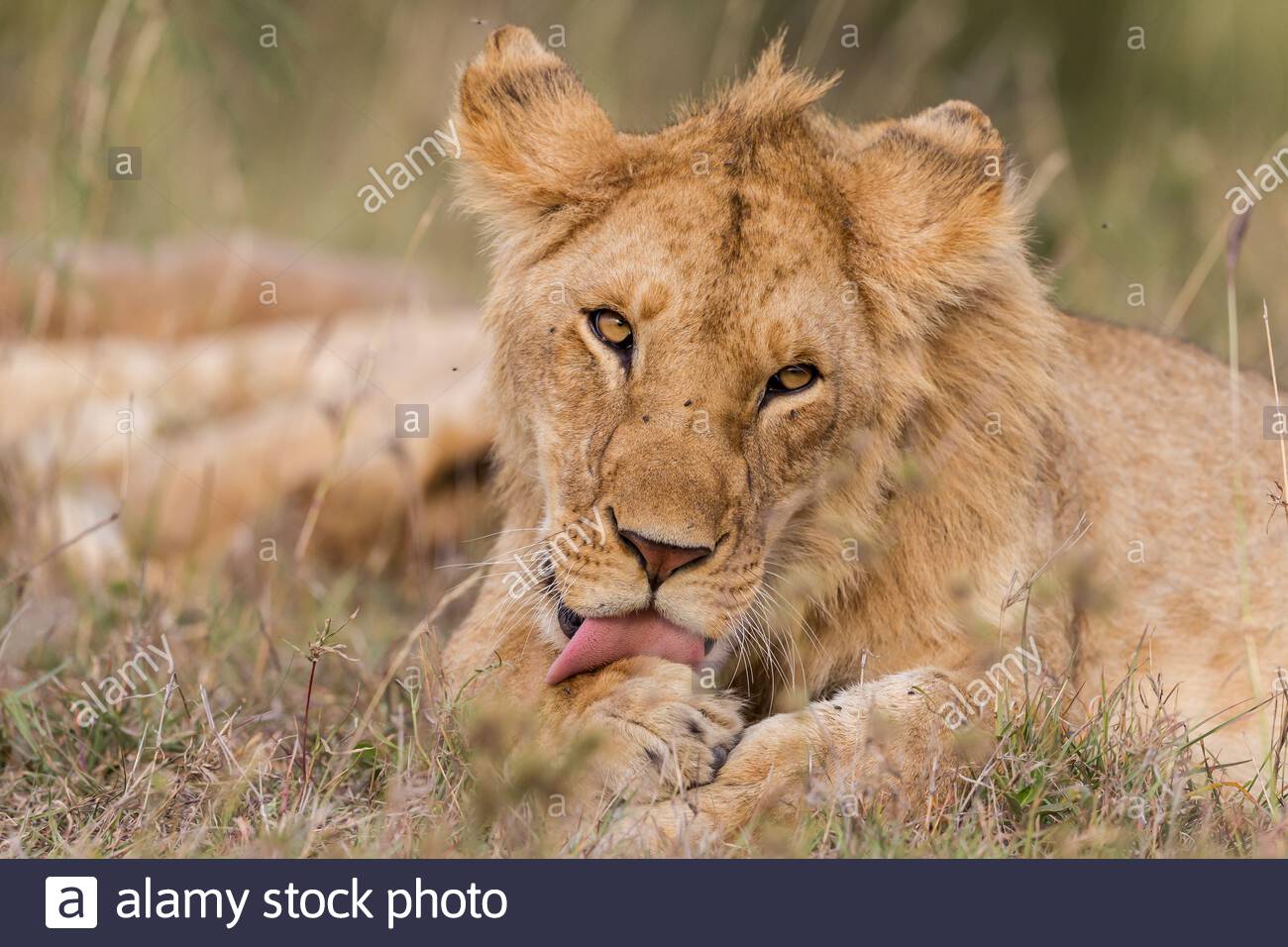 Lion Grooming High Resolution Stock Photography and Images - Alamy
