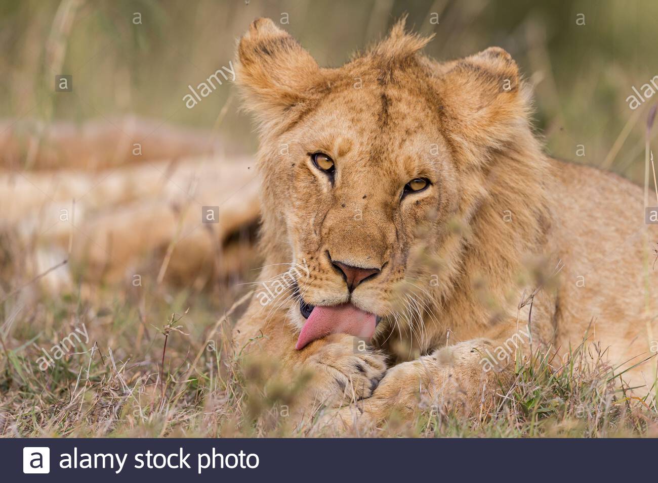Lion Grooming High Resolution Stock Photography and Images - Alamy