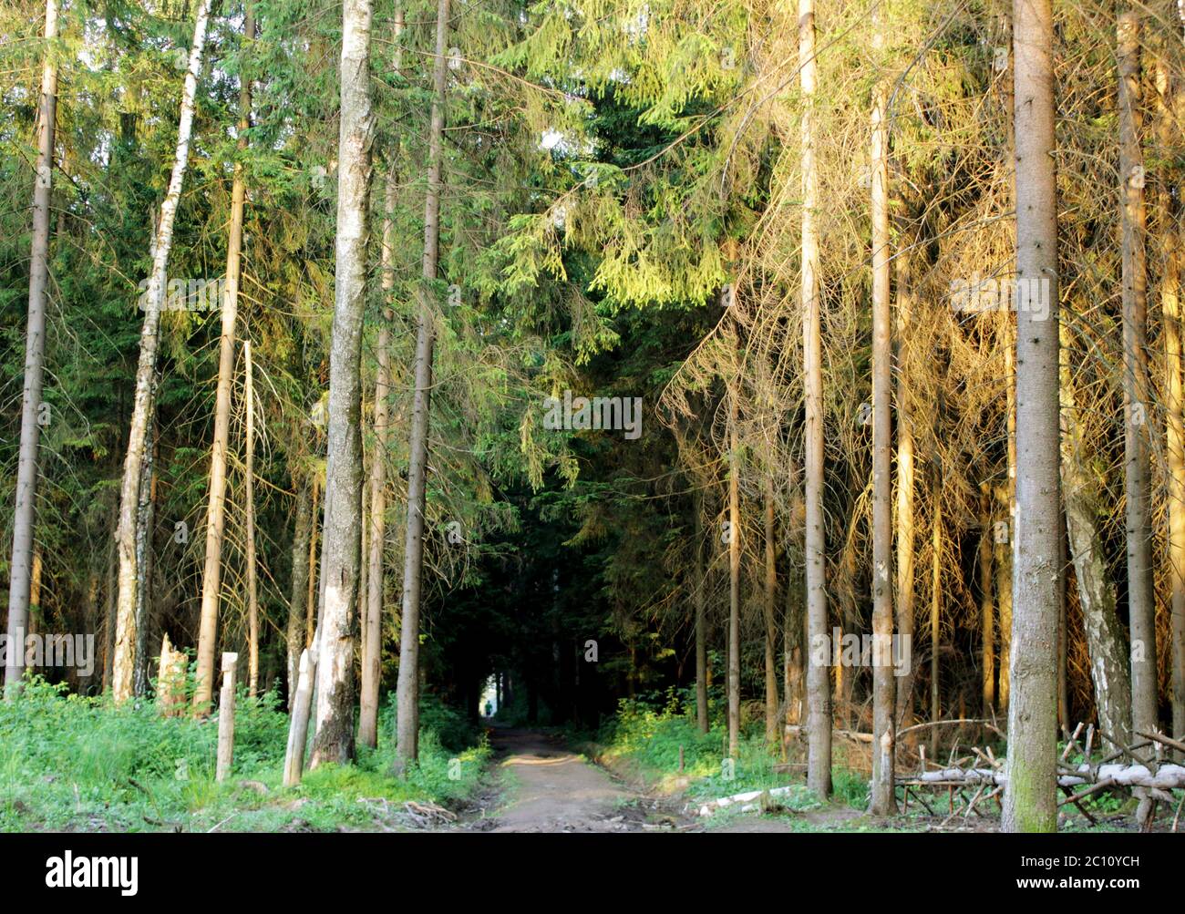 path through a pine forest, lit by the setting sun Stock Photo - Alamy