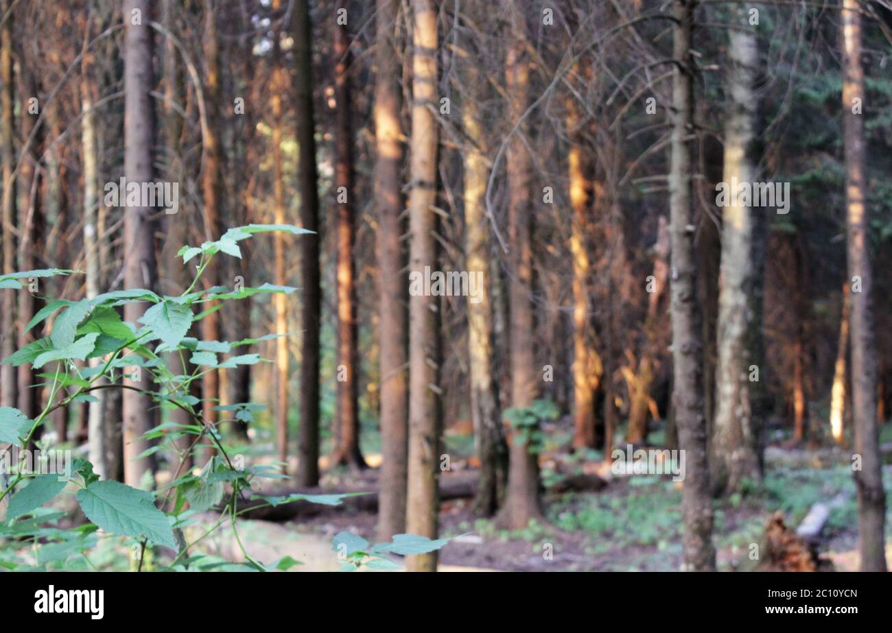 path through a pine forest, lit by the setting sun Stock Photo - Alamy