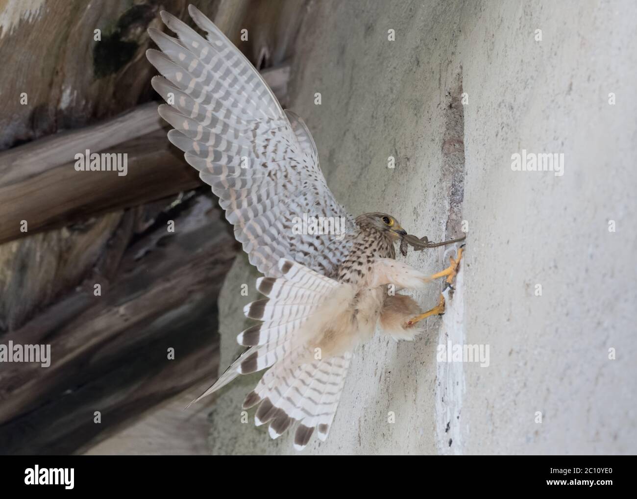 Kestrel female land on nest with lizard in the beak (Falco tinnunculus ...