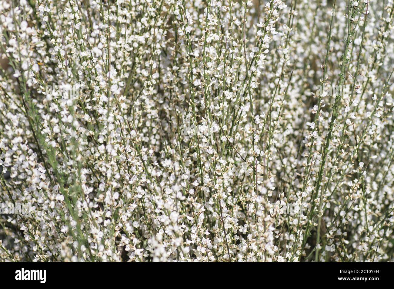 White retama hi-res stock photography and images - Alamy