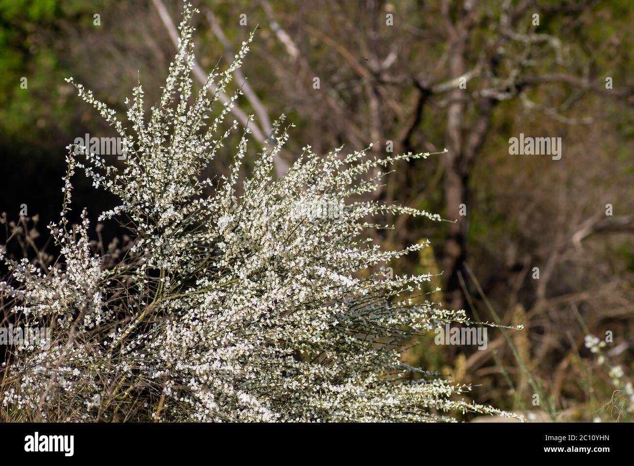 Retama hi-res stock photography and images - Alamy