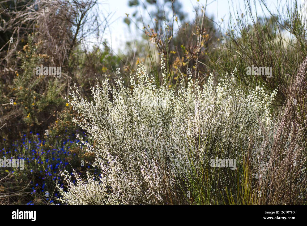 White retama hi-res stock photography and images - Alamy