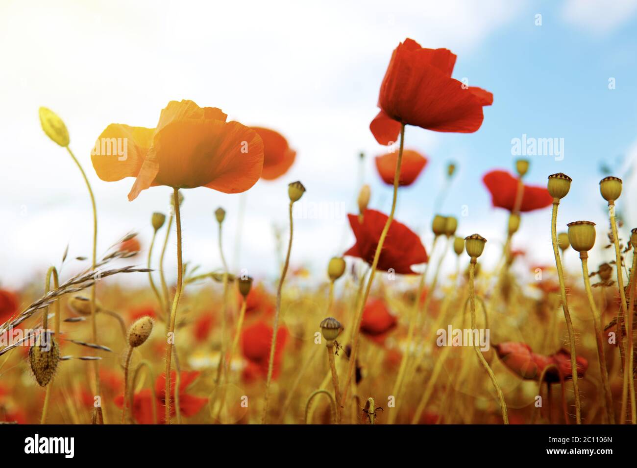 Poppies in the sun hi-res stock photography and images - Alamy