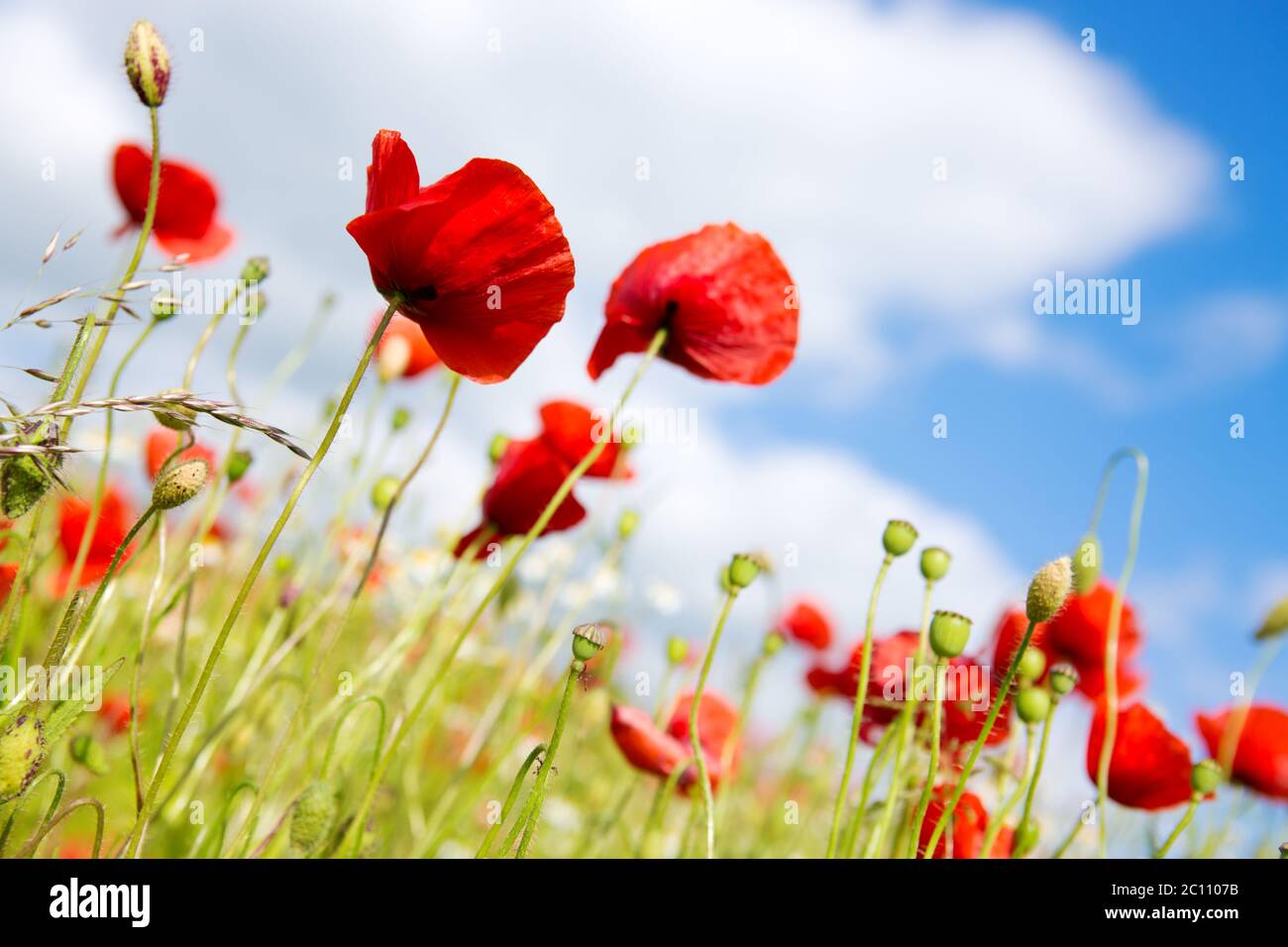 Poppy flower in the sky Stock Photo - Alamy