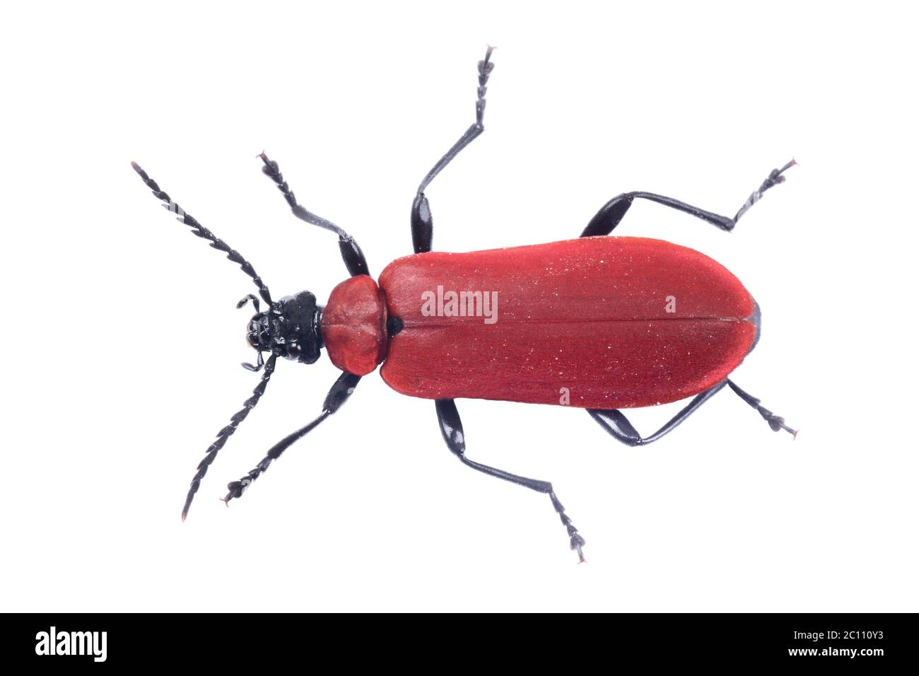Red beetle on a white background Stock Photo - Alamy