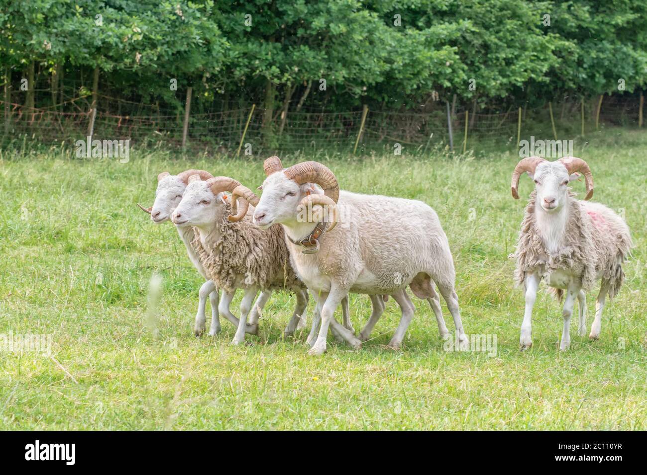 Sheep on the pasture Stock Photo - Alamy