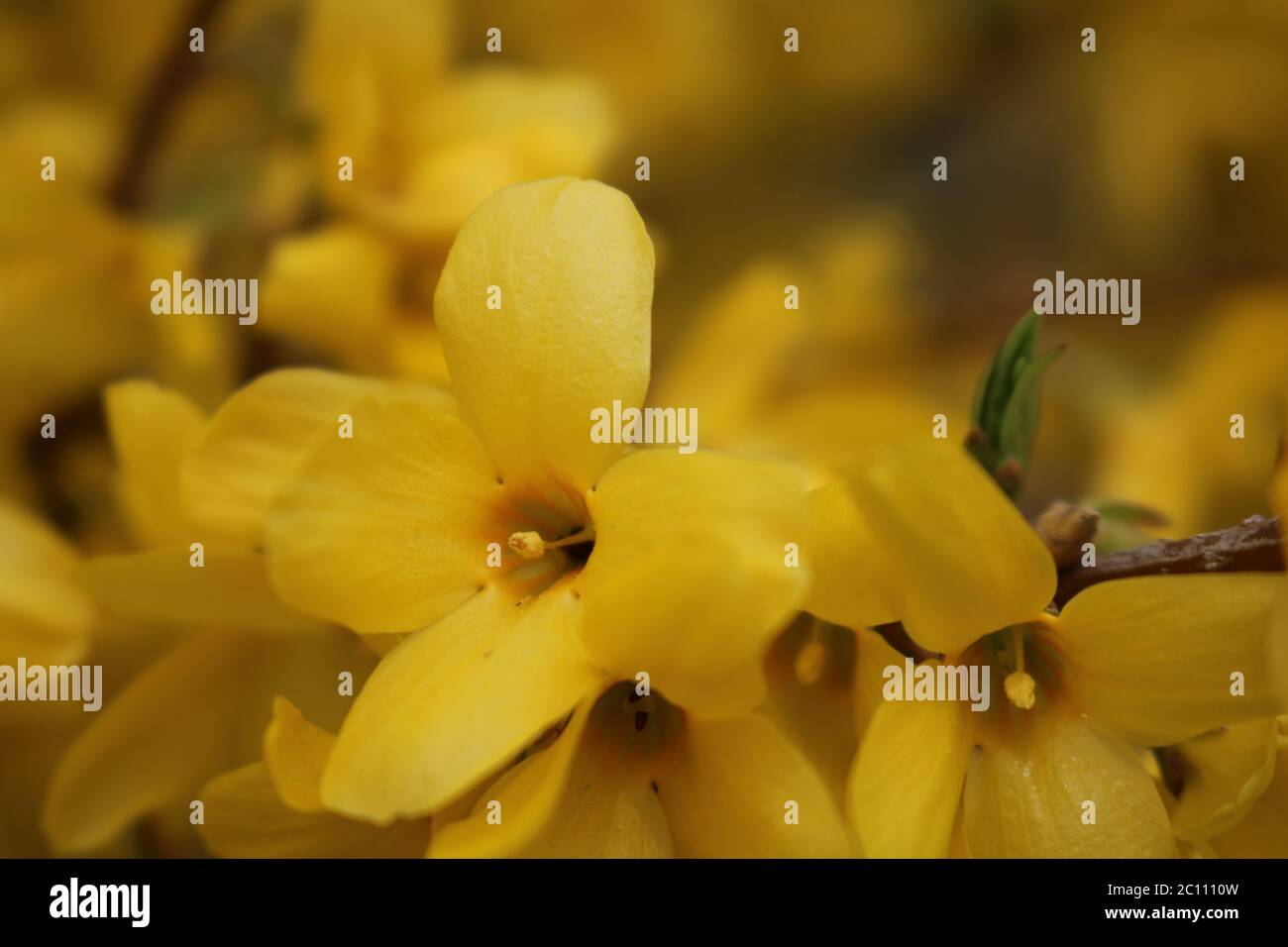 Yellow Forsythia bush in bloom Stock Photo - Alamy