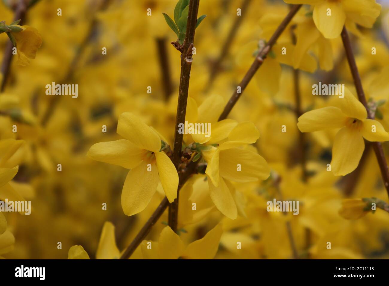 Yellow Forsythia bush in bloom Stock Photo - Alamy