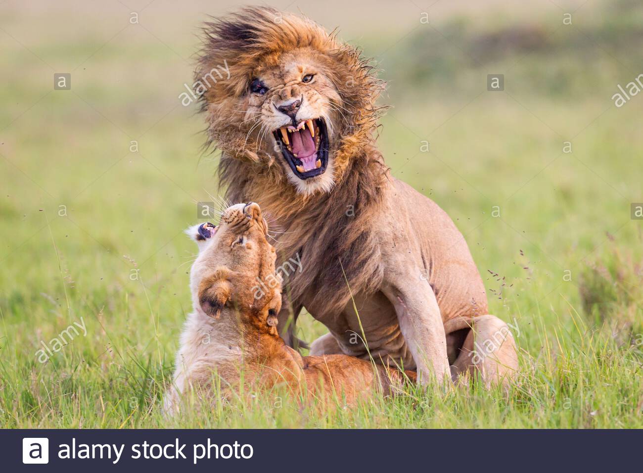 Lion And Lioness Mating High Resolution Stock Photography and Images - Alamy
