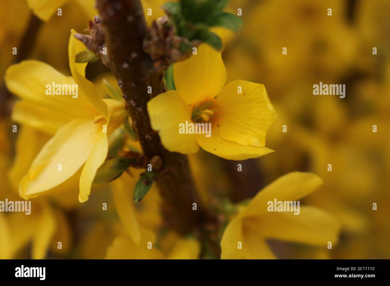 Yellow Forsythia bush in bloom Stock Photo - Alamy
